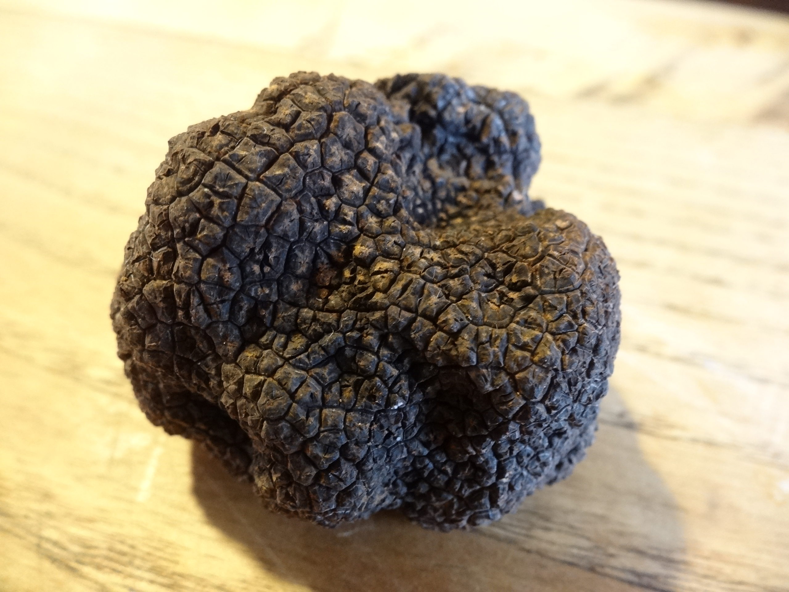 Un biologiste québécois met au point une technique de culture de la ...